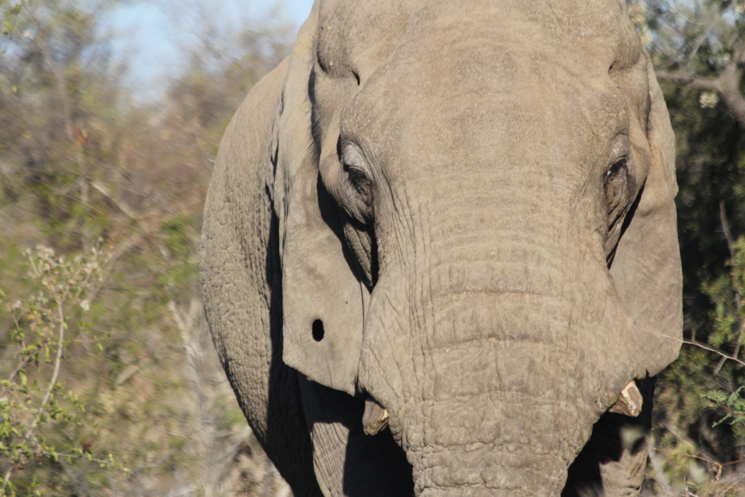 What Happens in a World with Tuskless Elephants? - Outdoor Learning ...